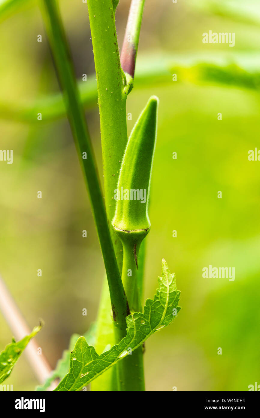Okra Abelmoschus esculentus, known in many English-speaking countries ...
