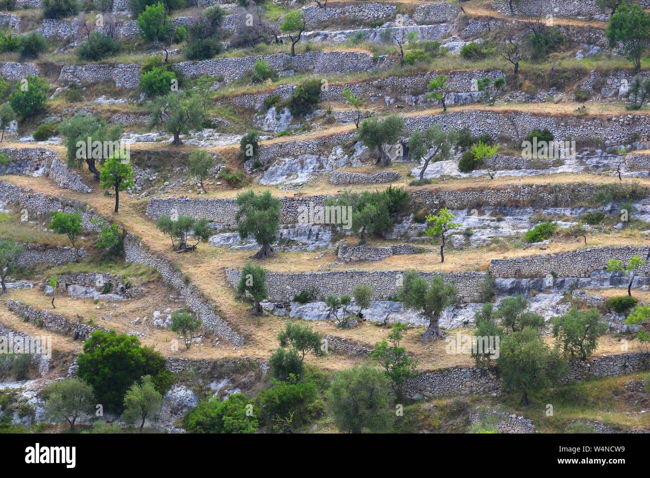 Italy hillside olive grove on Gargano Peninsula Stock Photo - Alamy