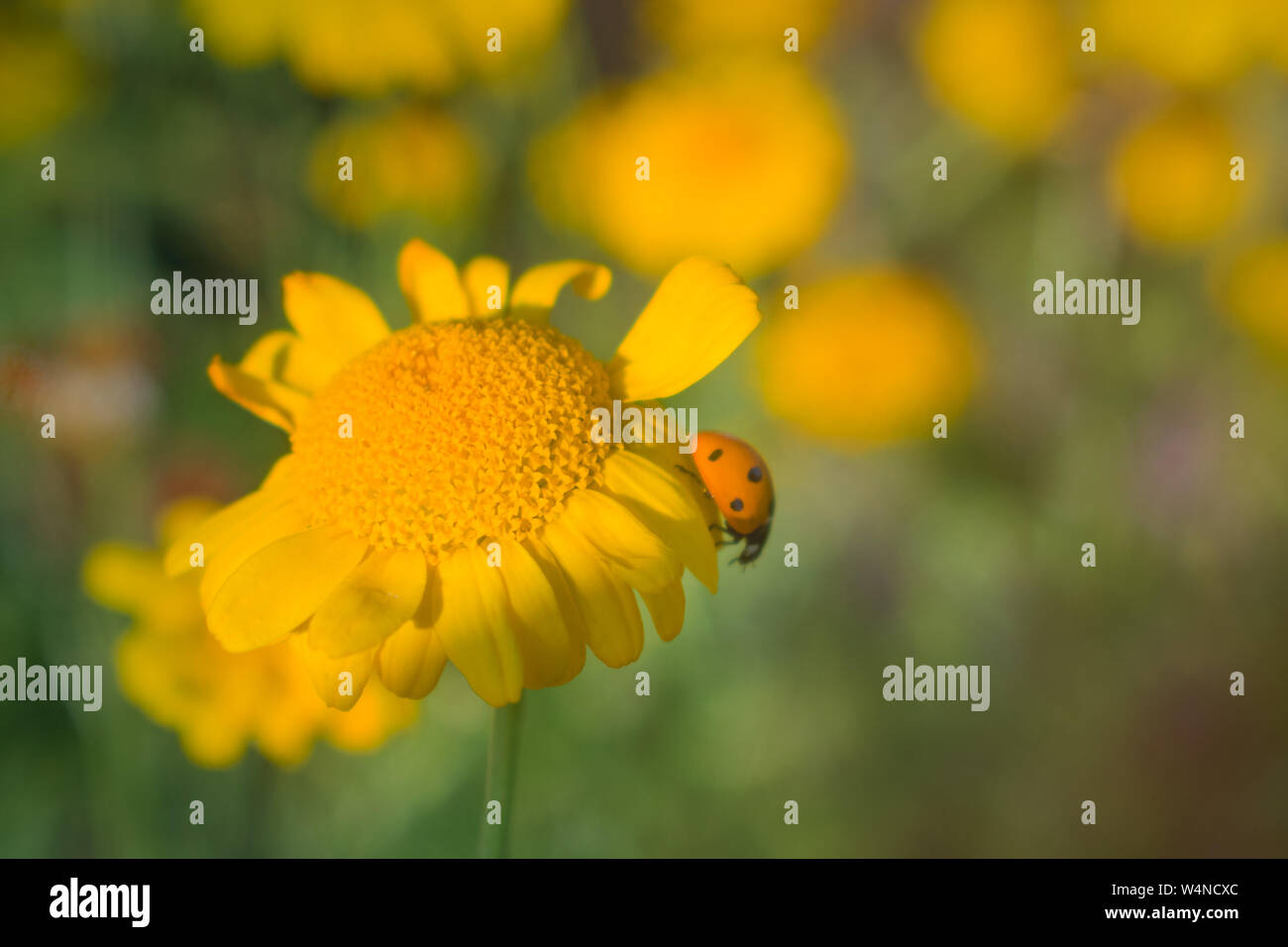Orange lady beetles hi-res stock photography and images - Alamy