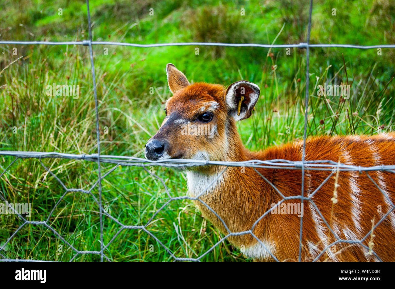 Female Sitatunga Antelope at Exmoor Zoo Stock Photo - Alamy
