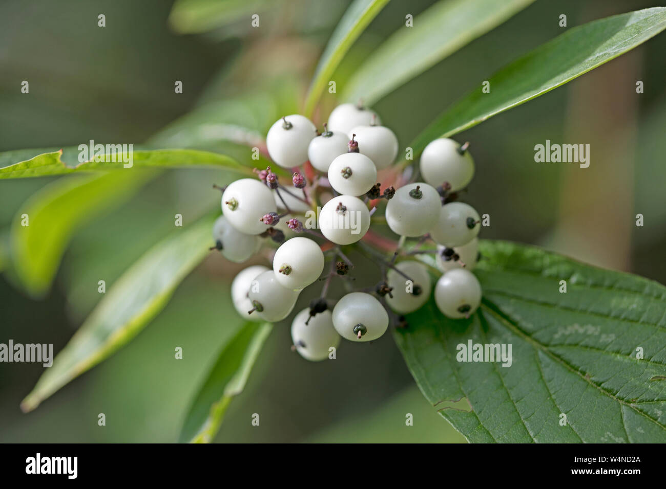 Wild forest fruits botanical identity macro background fine art high ...