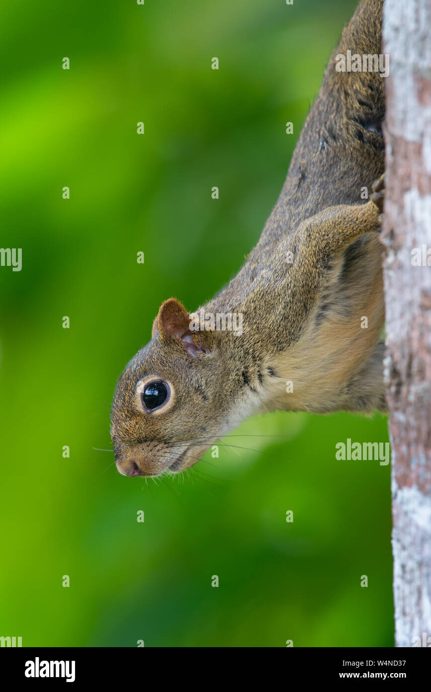 Caxinguelê hi-res stock photography and images - Alamy