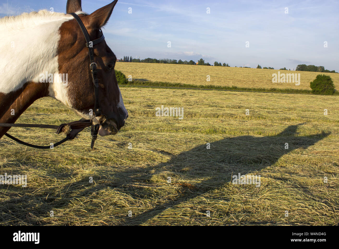 Professional horse rider hi-res stock photography and images - Alamy