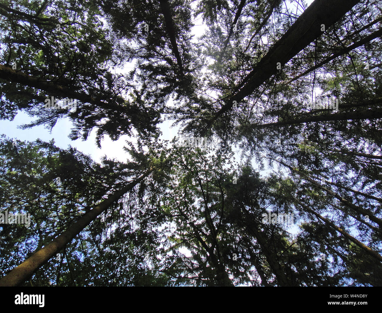 Strait wild trees in forest background fine art high quality prints ...