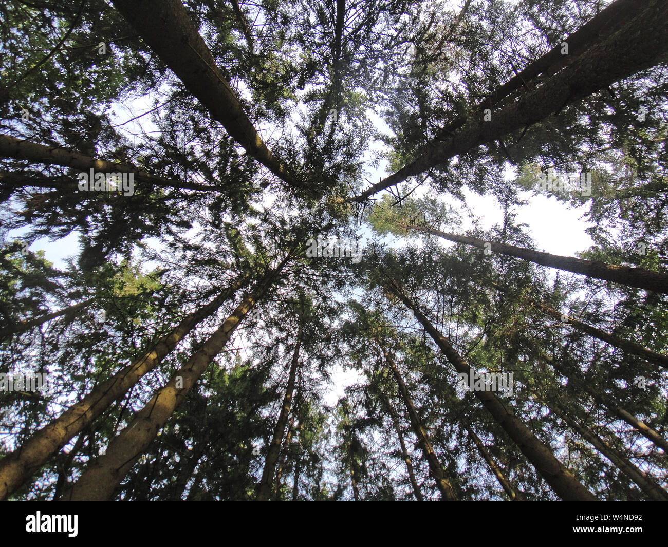 Strait wild trees in forest background fine art high quality prints ...