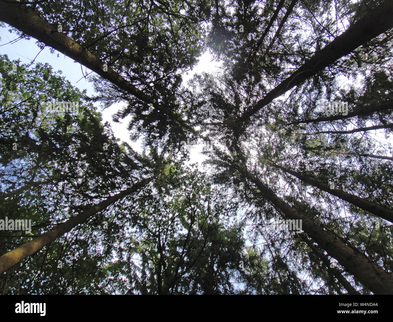 High jungle hi-res stock photography and images - Alamy