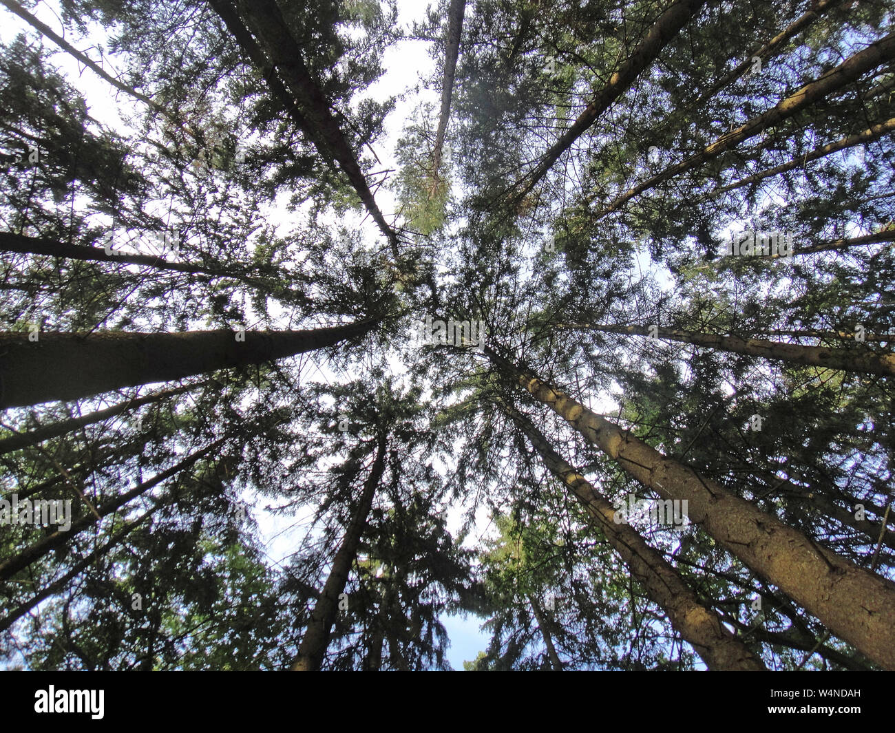 Strait wild trees in forest background fine art high quality prints ...