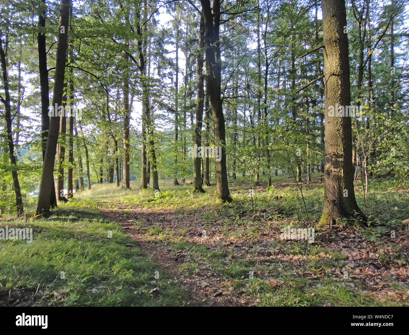 High jungle hi-res stock photography and images - Alamy