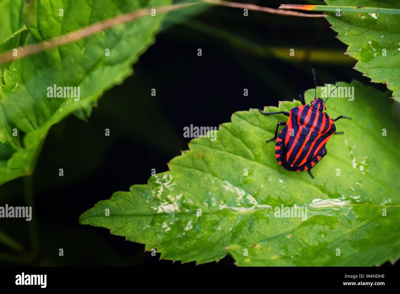 Bug on green leaf hi-res stock photography and images - Alamy