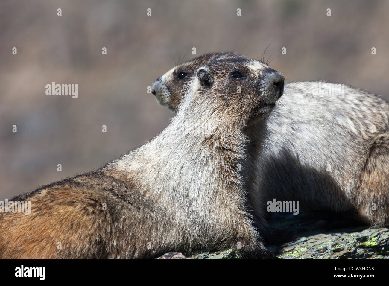 Juvenile mountains hi-res stock photography and images - Alamy