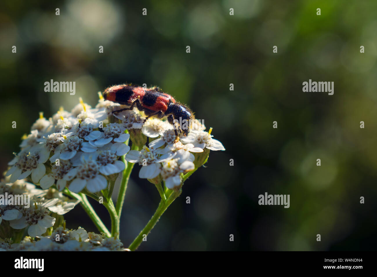 Trichodes apiarius on white flower Stock Photo - Alamy