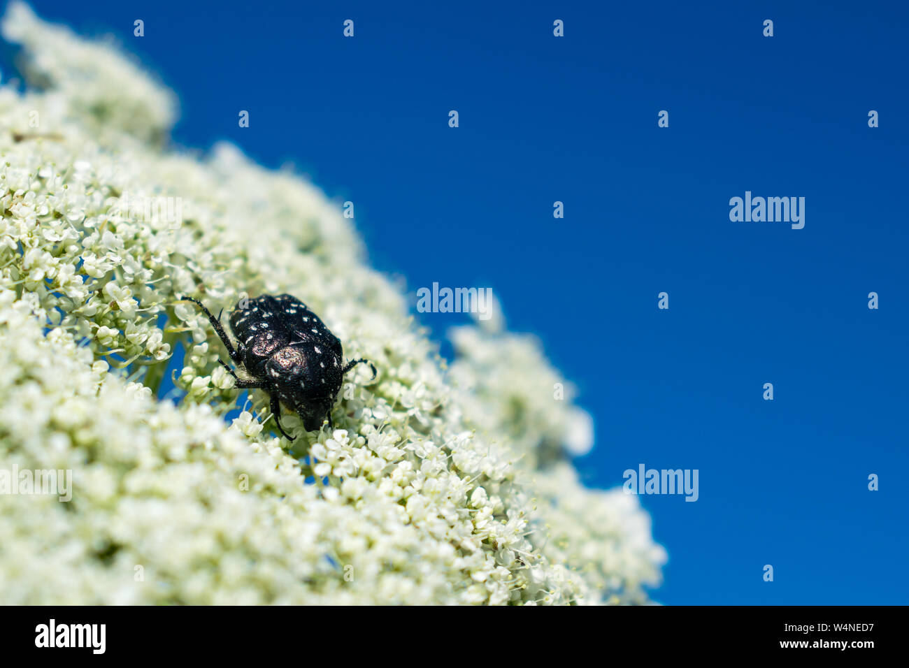 white spotted rose beetle on white flower Stock Photo - Alamy