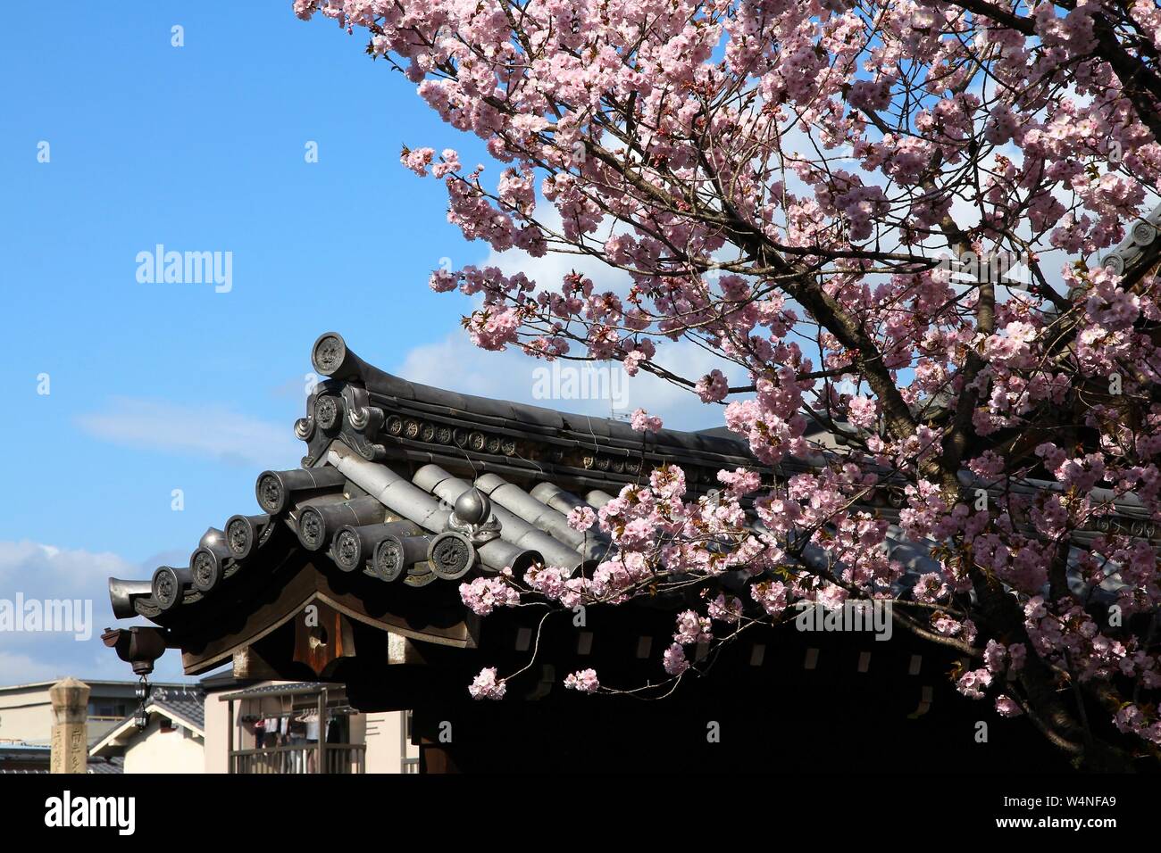 Kyoto, Japan - sakura cherry blooming tree at Myokakuji (Myokaku-ji ...