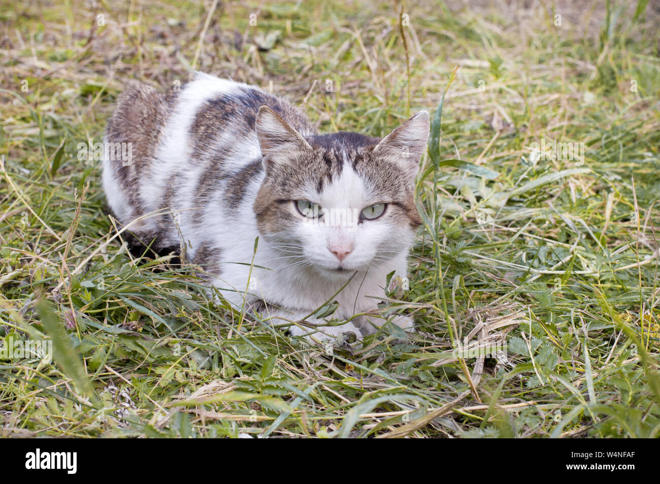 Cat grass background hi-res stock photography and images - Alamy