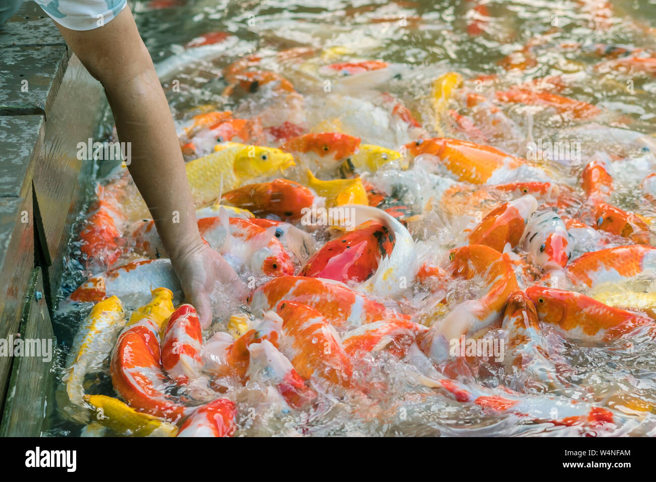 Woman feeding food to fancy carp fish by hand in the japanese pond ...