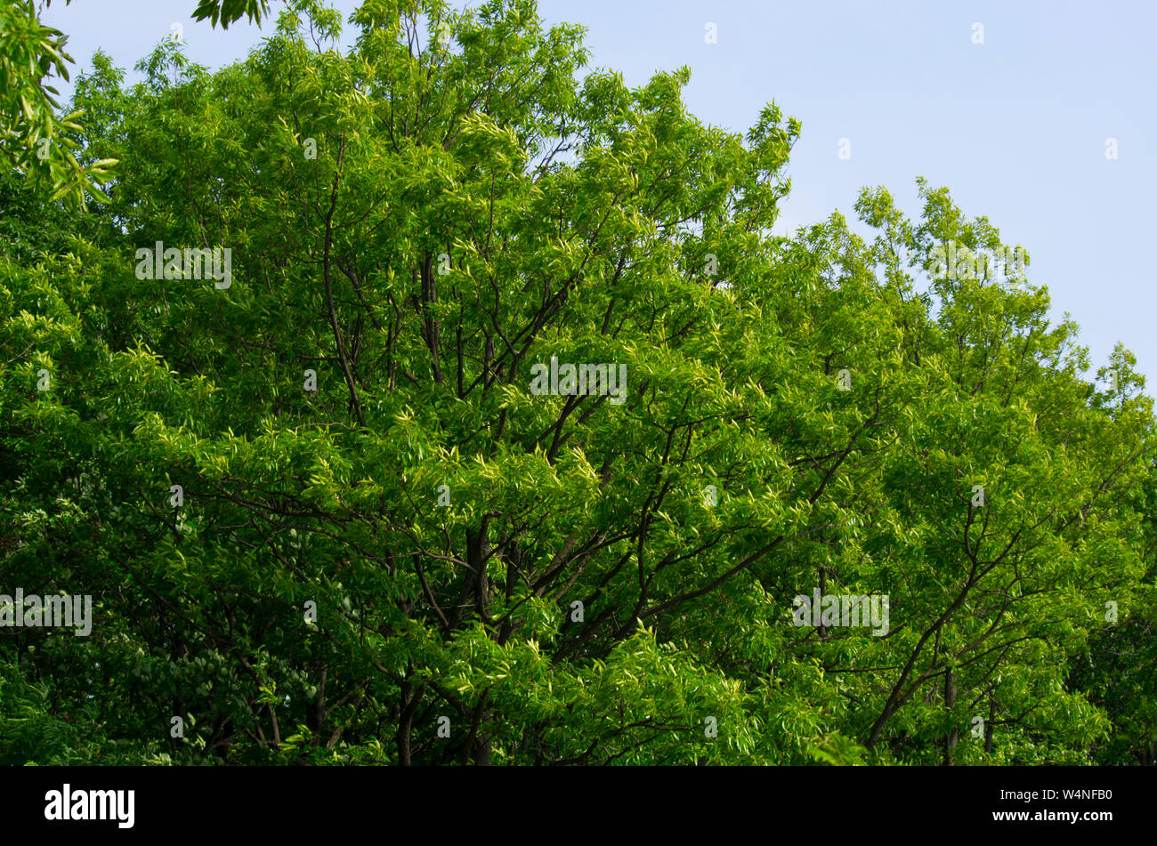 trees on windy day Stock Photo - Alamy