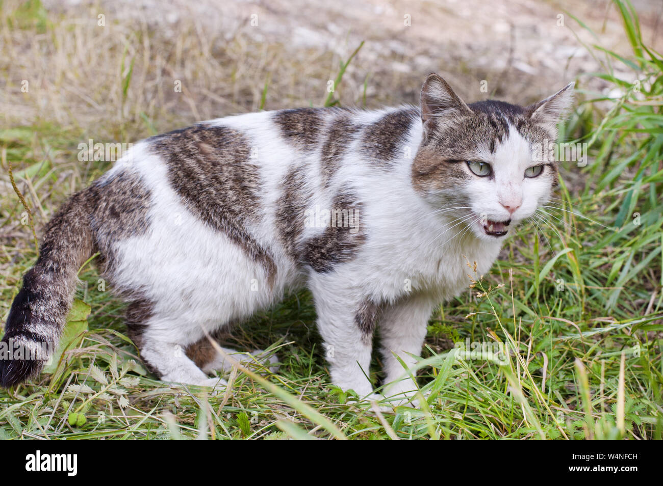 White with tabby spots meowing cat on grass background Stock Photo - Alamy