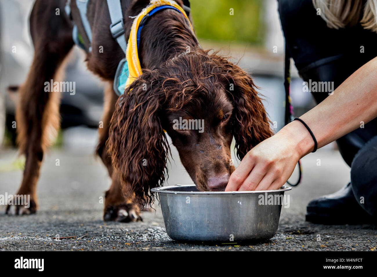 Connie Gilmore, animal welfare assistant at Assisi Animal Sanctuary ...