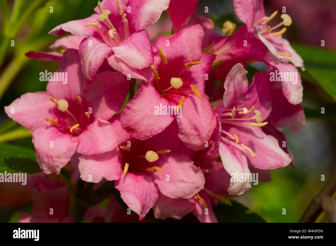 pink flowers in spring Stock Photo - Alamy