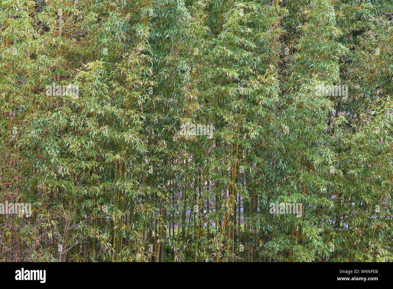 Bamboo forest in Kiso valley (Gifu prefecture), Japan. Natural ...