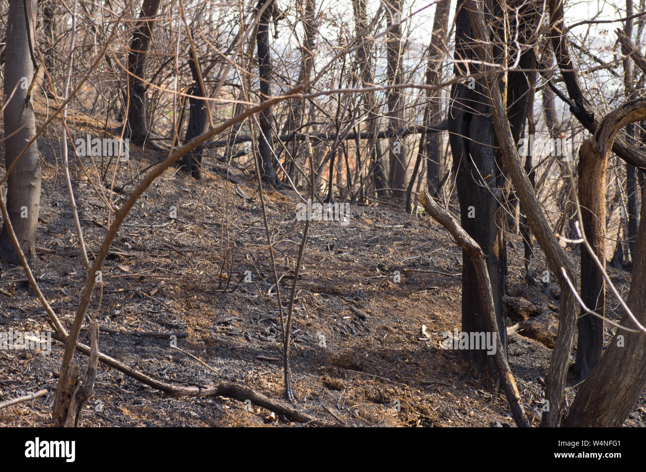 dead trees after wildfire Stock Photo - Alamy