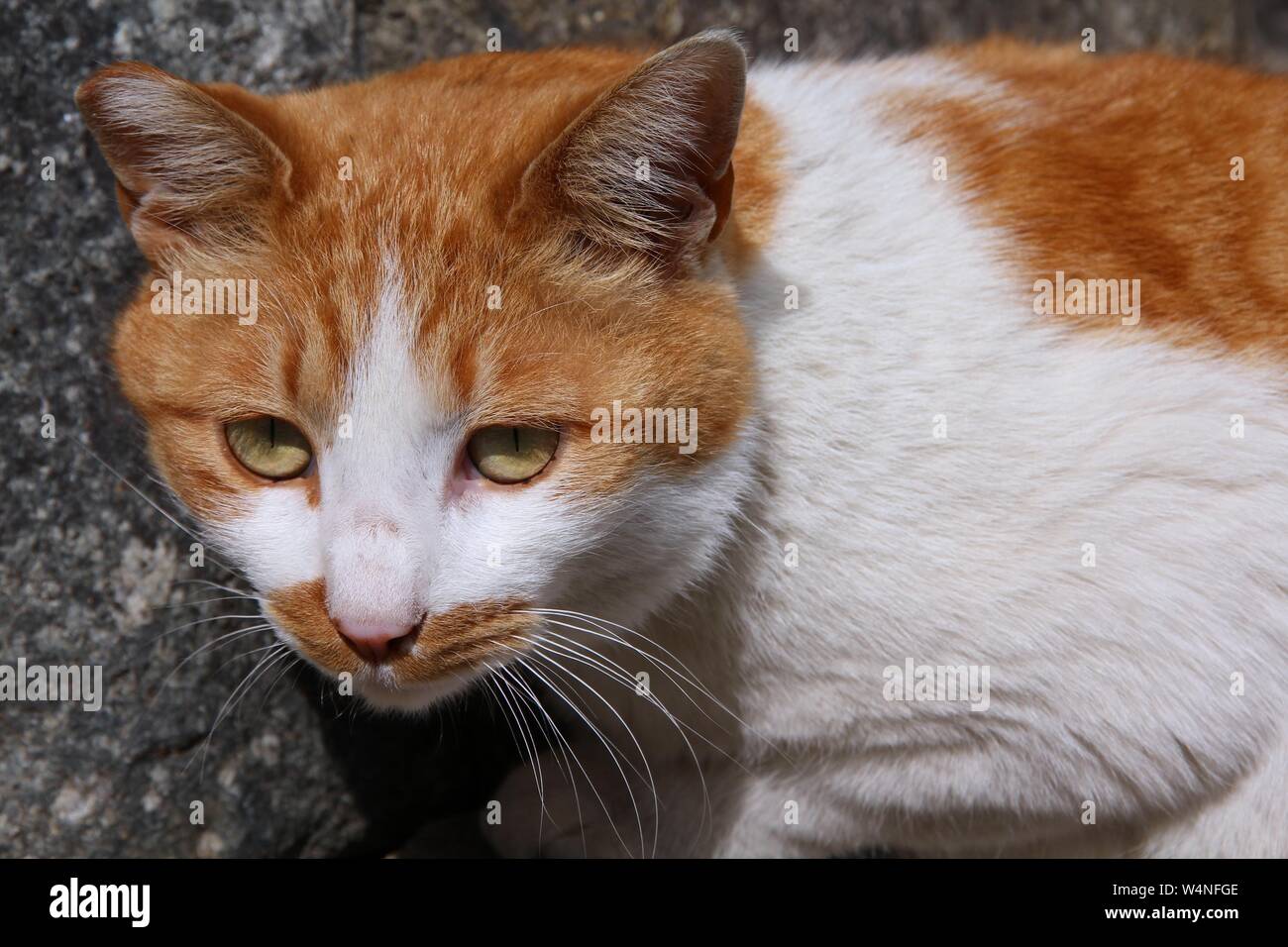 Focused red white cat - Japanese street cat in Kyoto, Japan Stock Photo ...