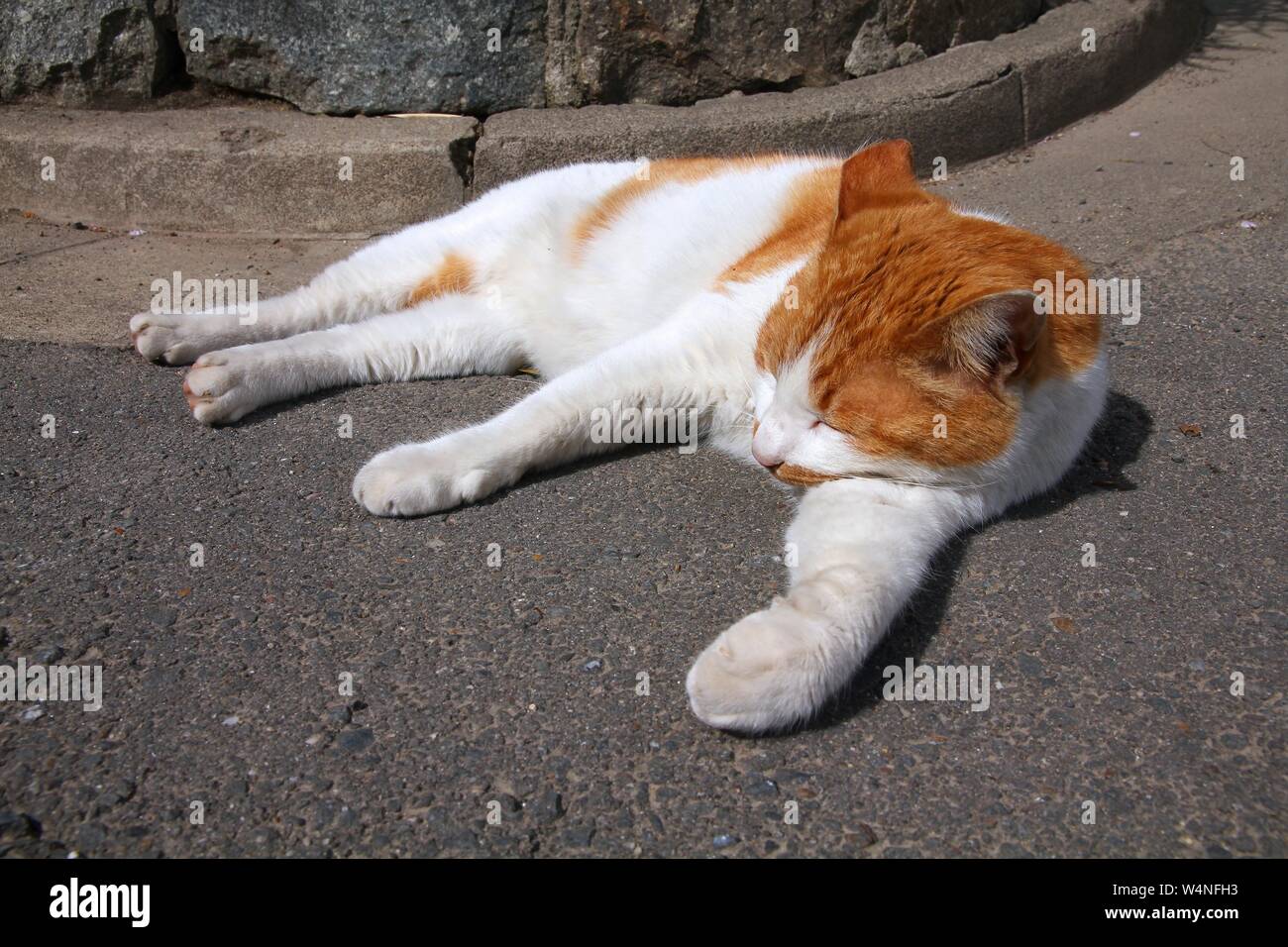 Red white cat - Japanese street cat in Kyoto, Japan Stock Photo - Alamy