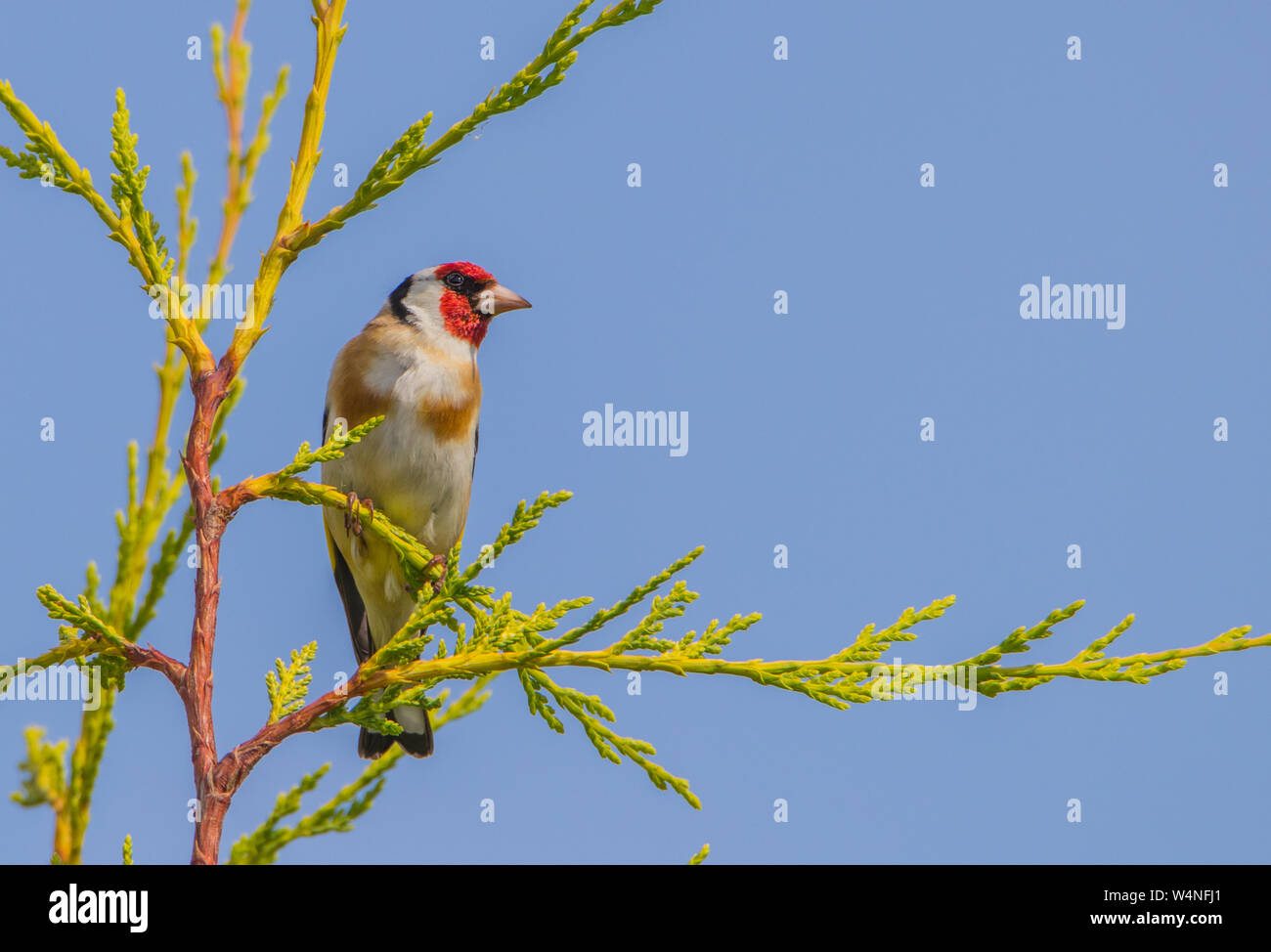 British wild birds hi-res stock photography and images - Alamy