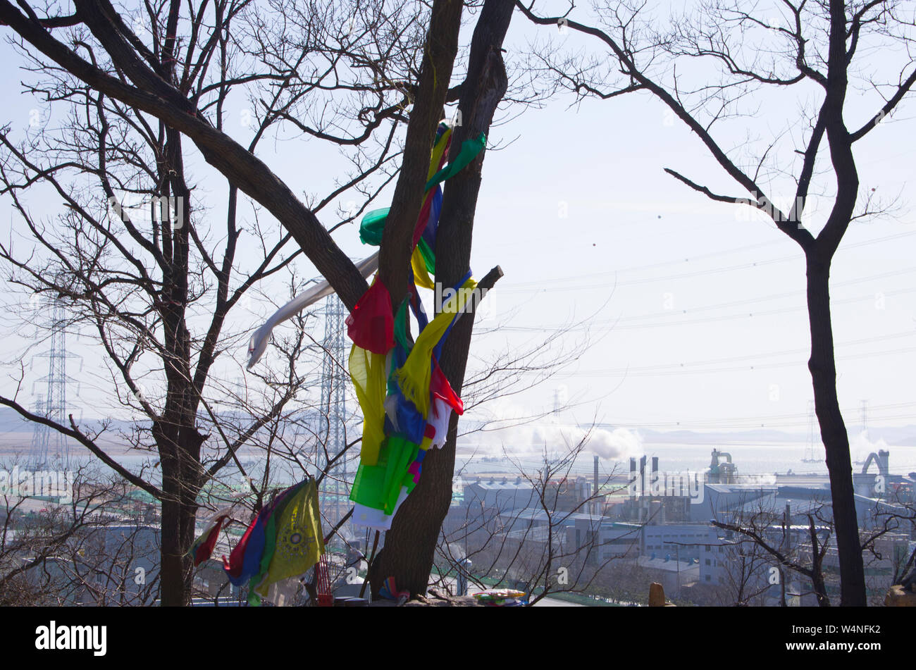 sacred tree for korean shaman Stock Photo - Alamy