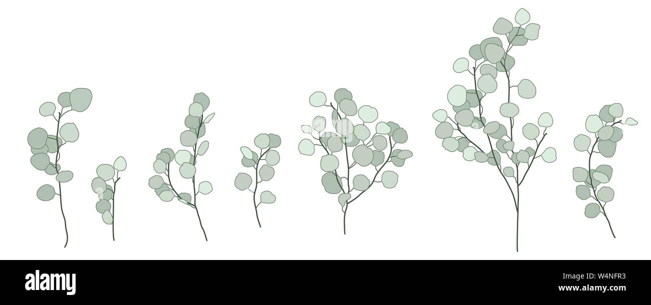 Eucalyptus branch vector vectors hi-res stock photography and images ...
