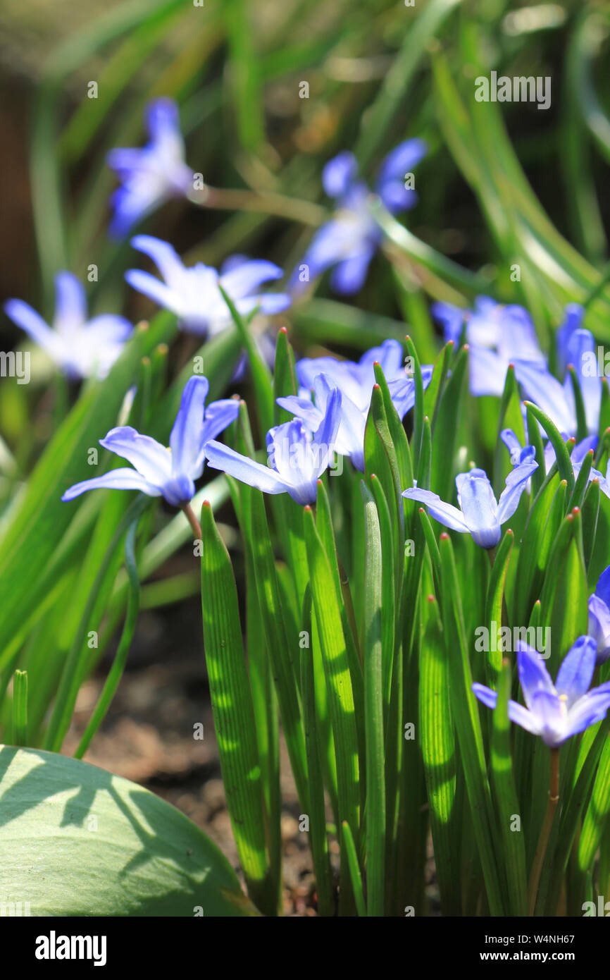 Early spring flowers - blue Scilla Stock Photo - Alamy