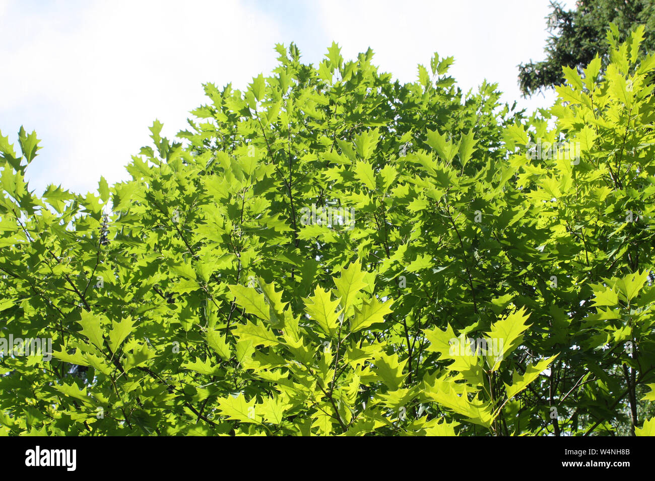 Spring oak tree Stock Photo - Alamy