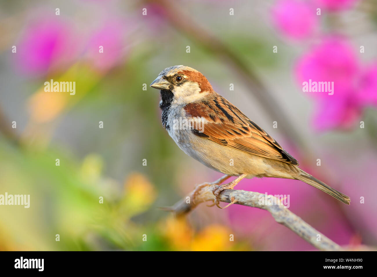 House Sparrow - Passer domesticus, common passerine bird from Worldwide ...