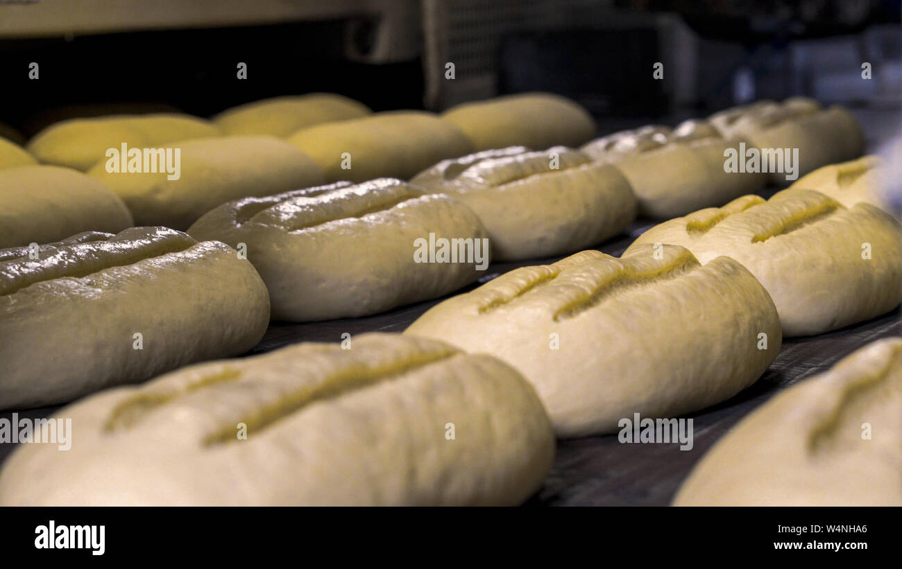 Loaf of bread on the production line in the bakery. Baked loaf of bread ...