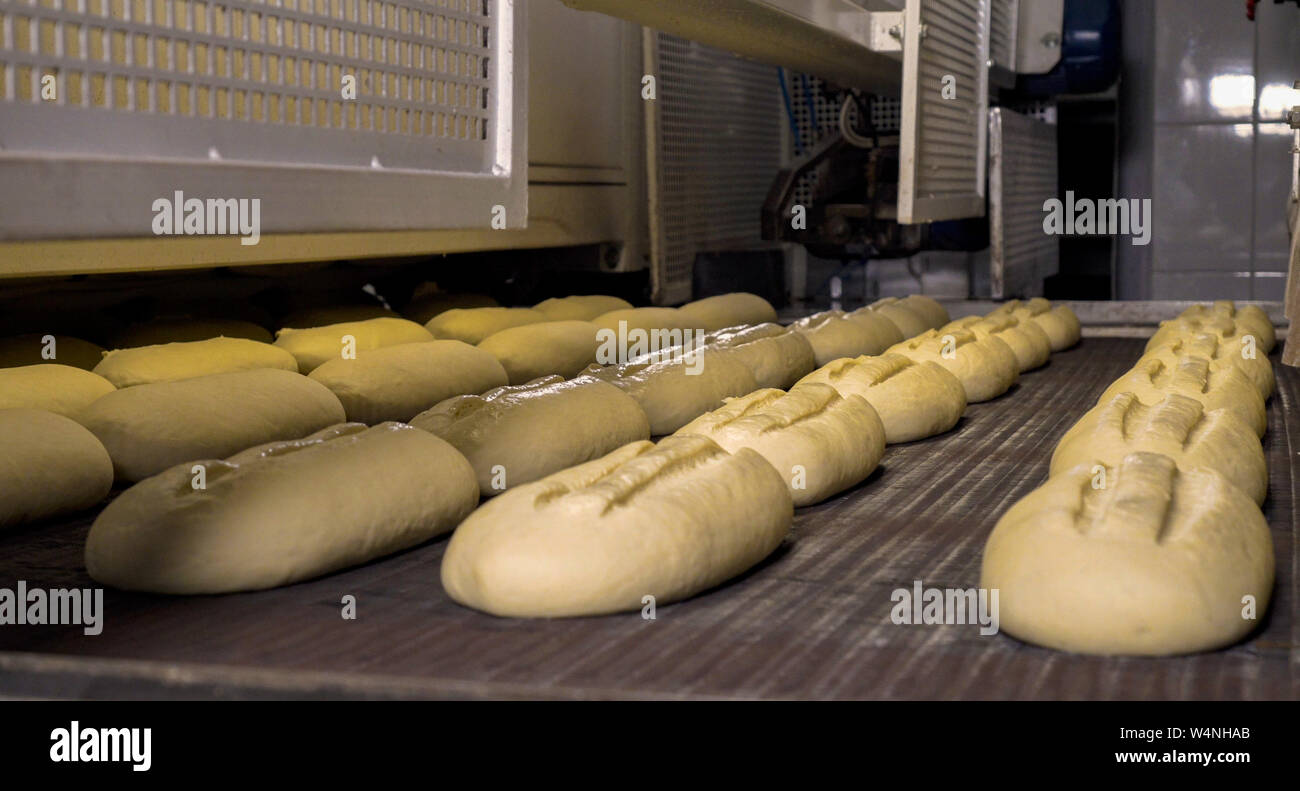 Loaf of bread on the production line in the bakery. Baked loaf of bread ...