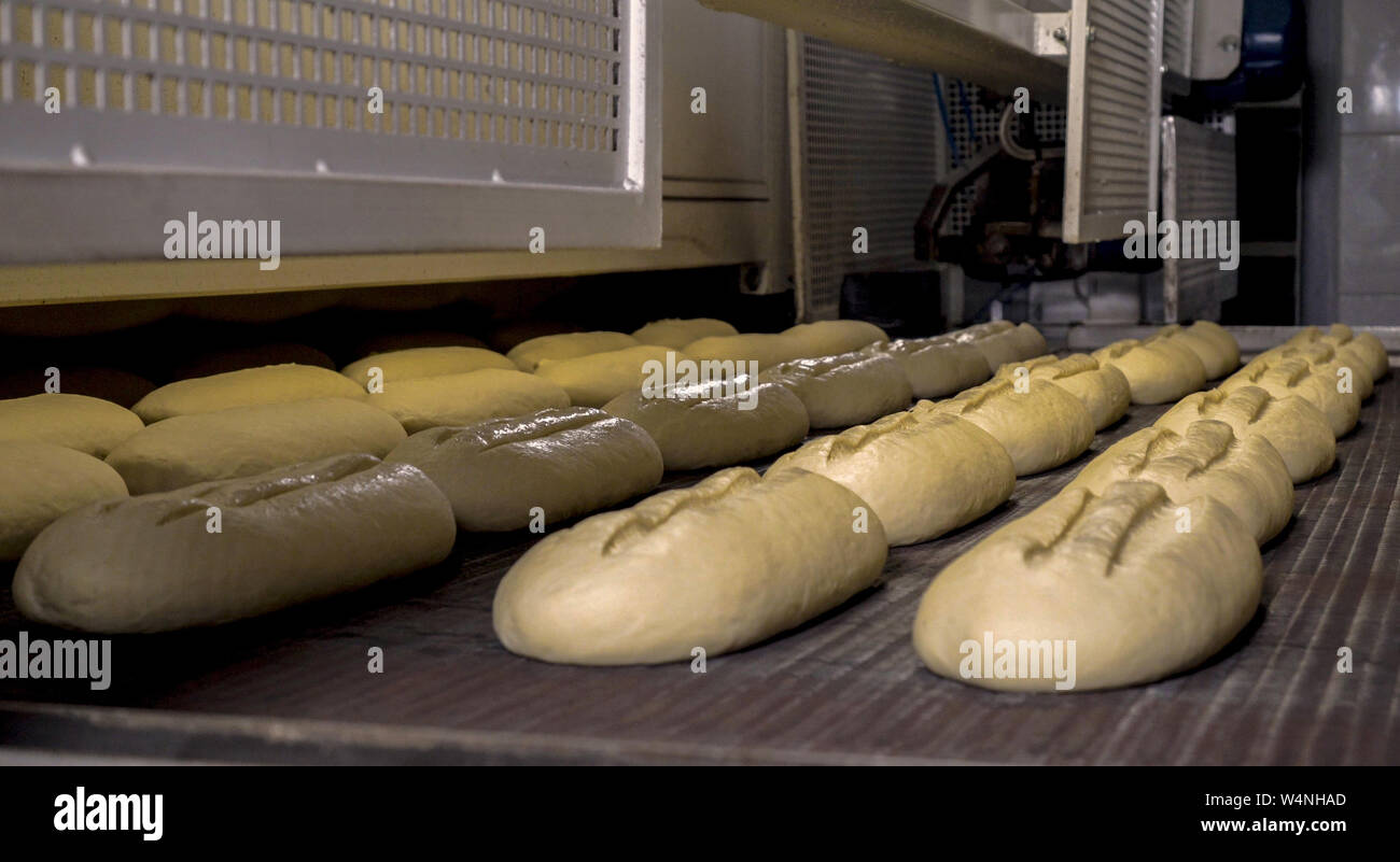 Loaf of bread on the production line in the bakery. Baked loaf of bread ...