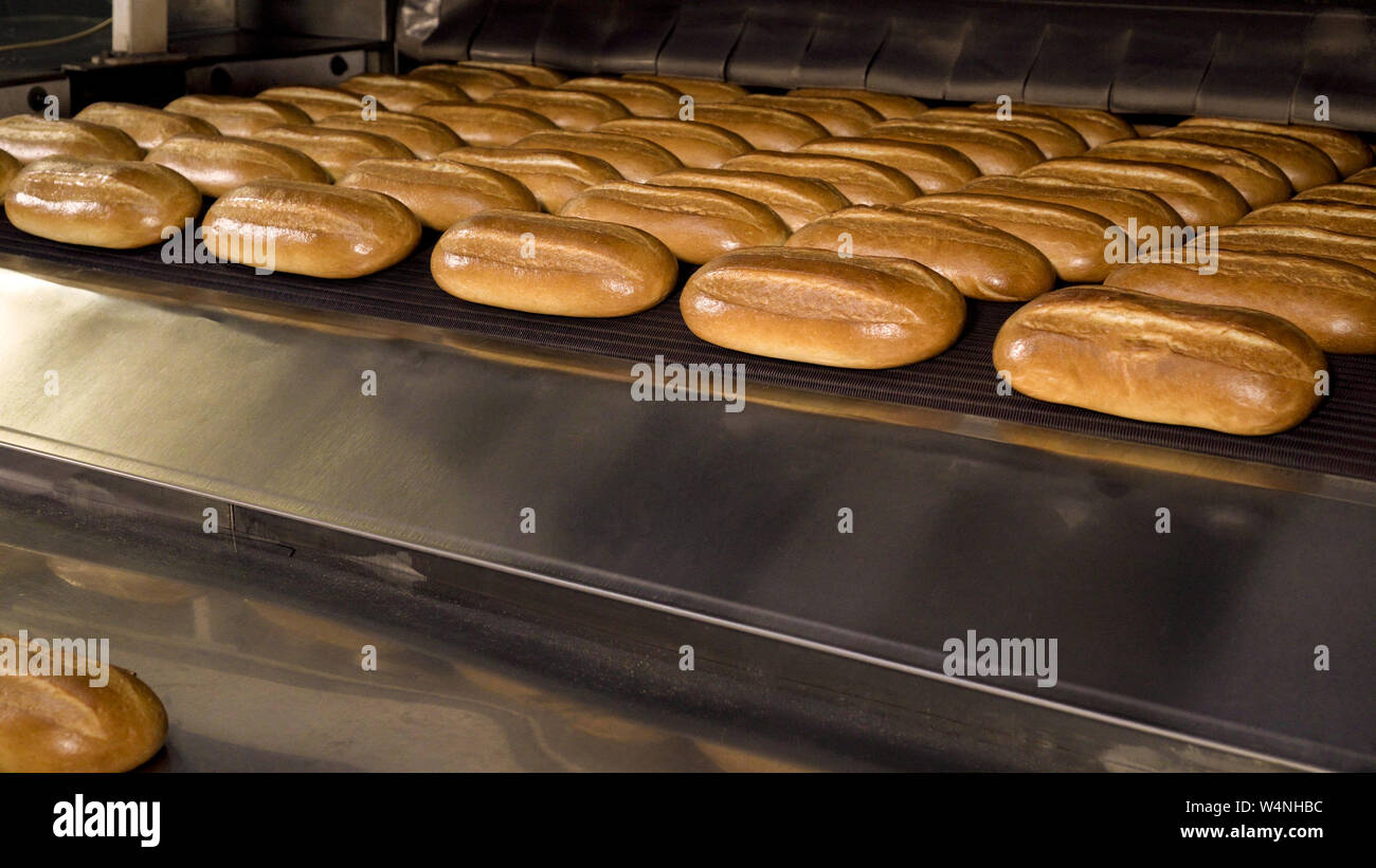 Loaf of bread on the production line in the bakery. Baked loaf of bread ...