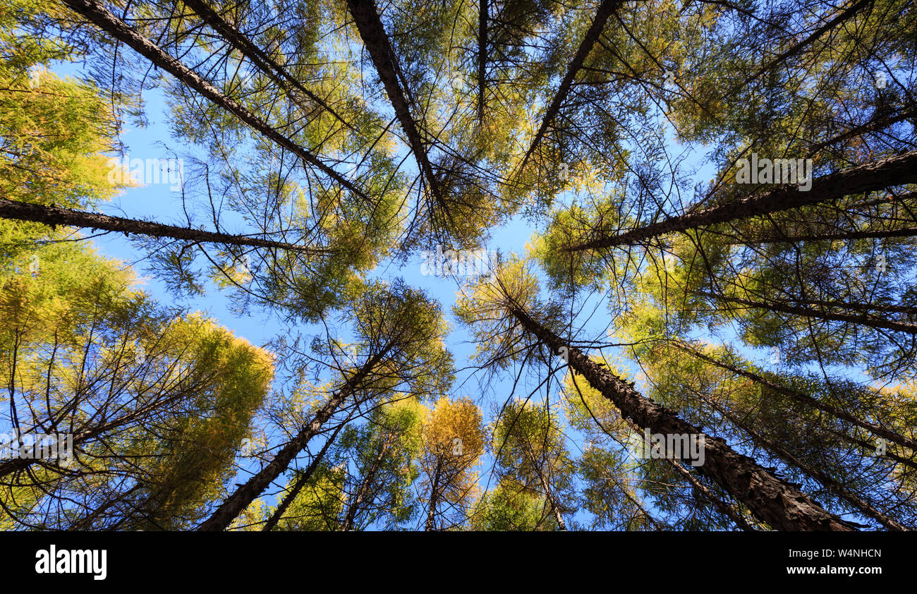 Forest bottom hi-res stock photography and images - Alamy