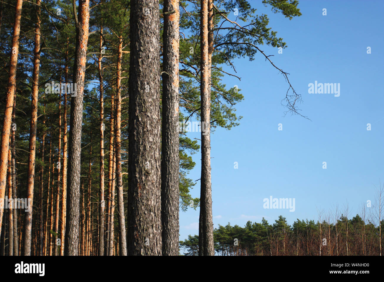 Old pine forest beautiful long hi-res stock photography and images - Alamy