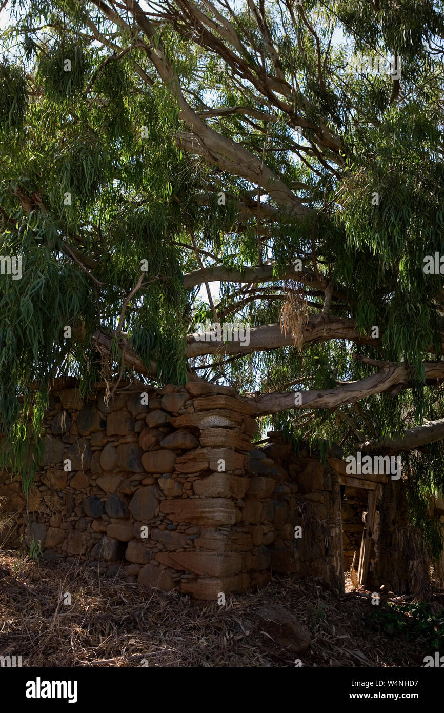 Derelict, ruined building, almost completely obscured by trees, Pomos ...