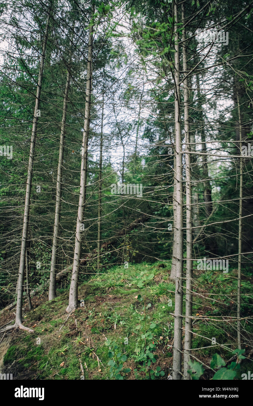 A bottom view of the hill with a pine forest and blue cloudless sky ...