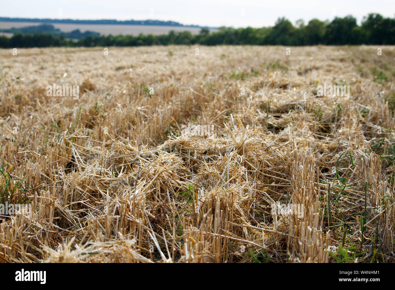 Closeup of the stubble of a mowed wheat field of wheat, rows of ears on ...
