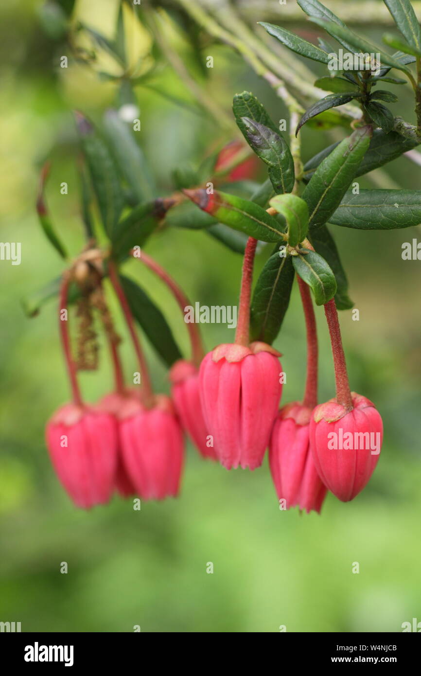 Lantern tree hi-res stock photography and images - Alamy