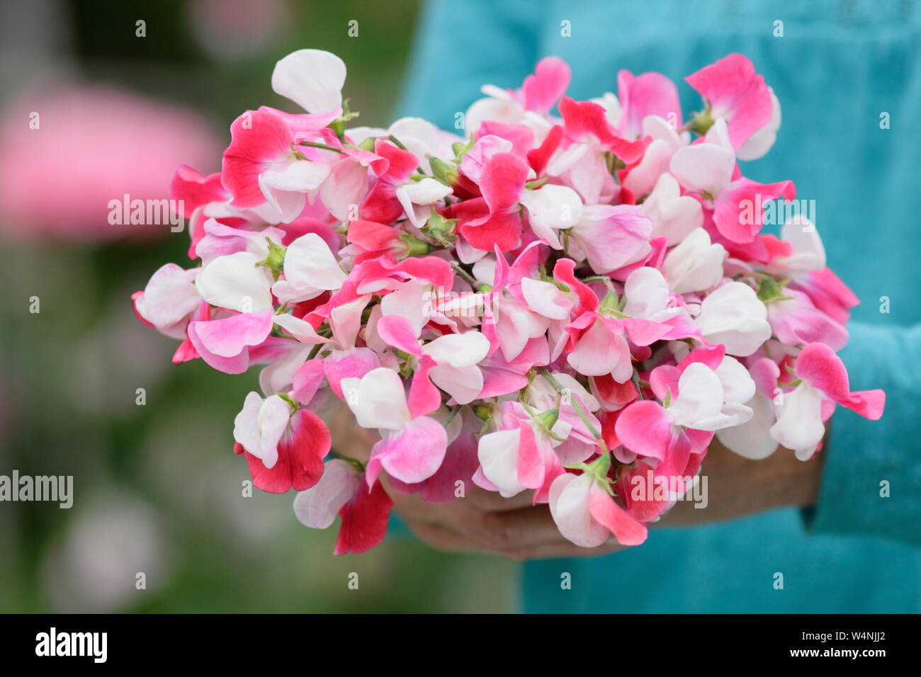 Pink sweetpea woman hi-res stock photography and images - Alamy