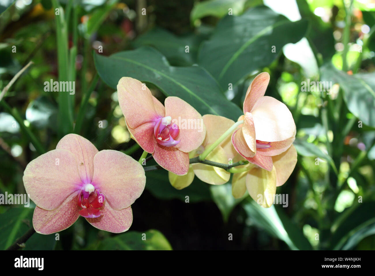 Peach orchid hi-res stock photography and images - Alamy