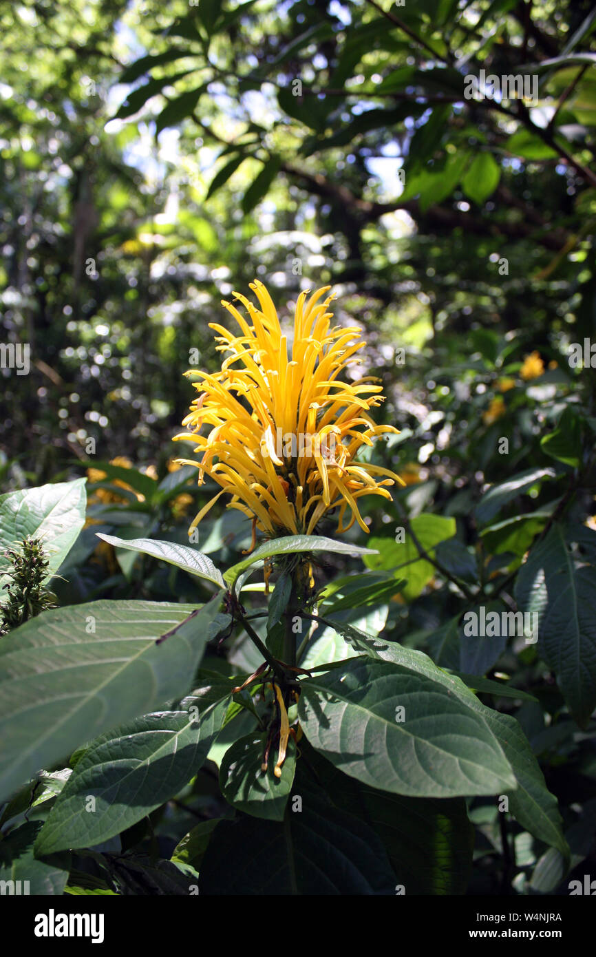 Flowering Yellow Ginger in a rain forest in Hawaii, USA Stock Photo - Alamy