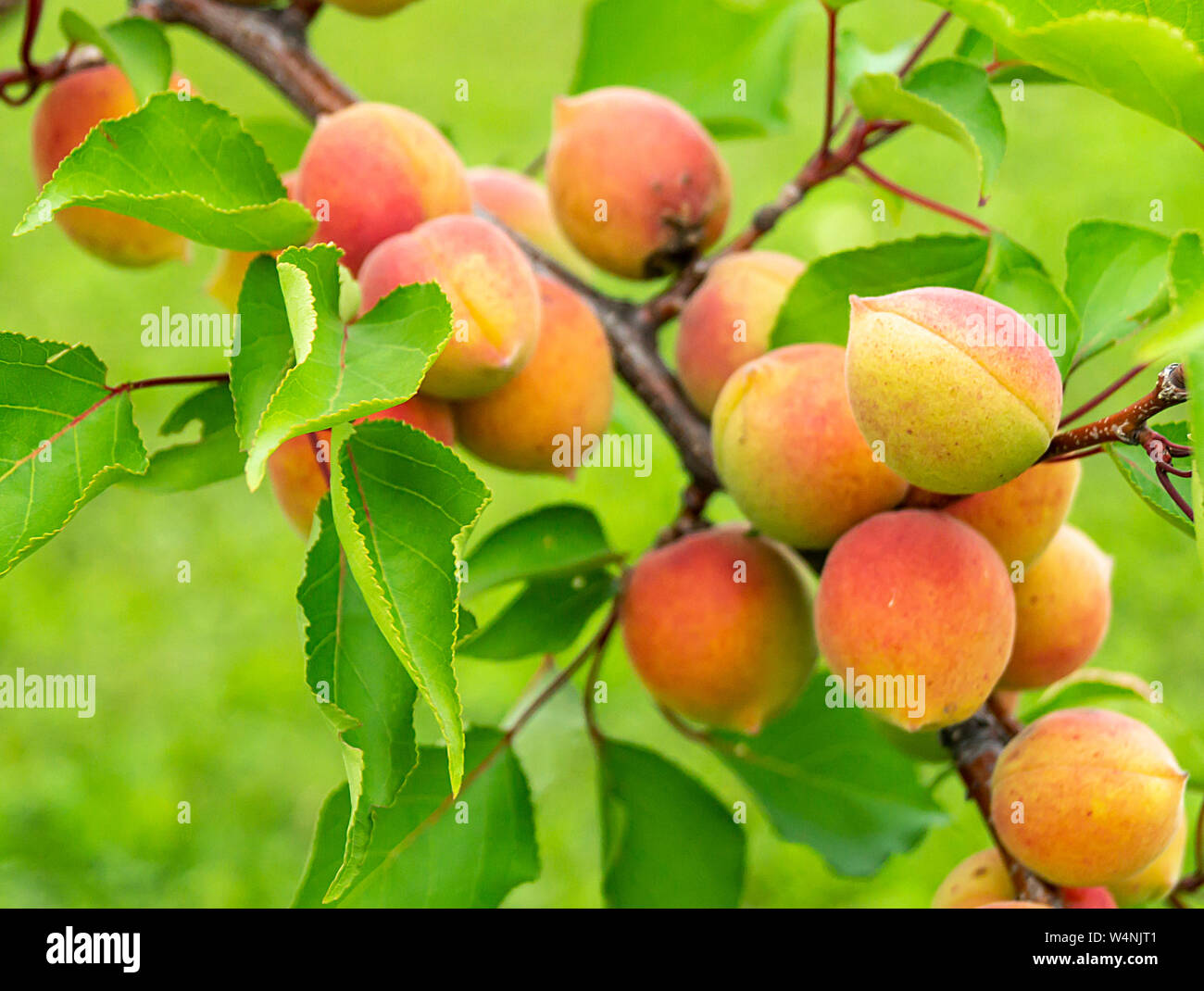 Ripe apricots grow on branch hi-res stock photography and images - Alamy