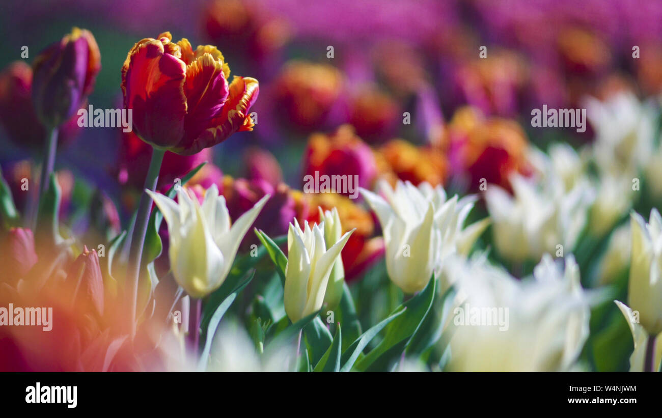 beautiful colorful tulips flowers bloom in spring garden.Decorative ...