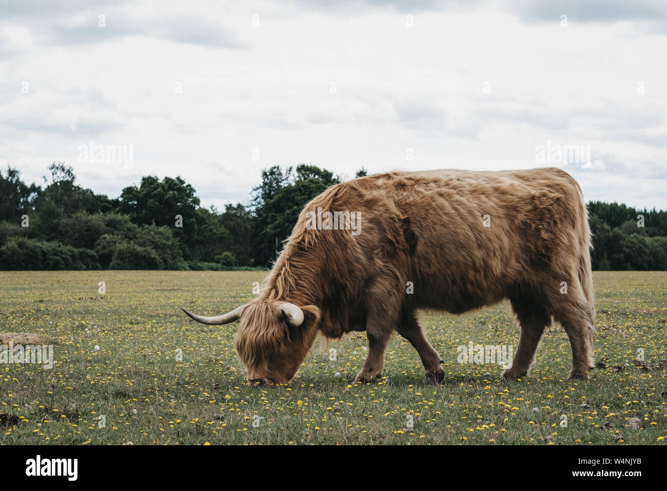 Side view of the Highland Cattle grazing in a field inside The New ...