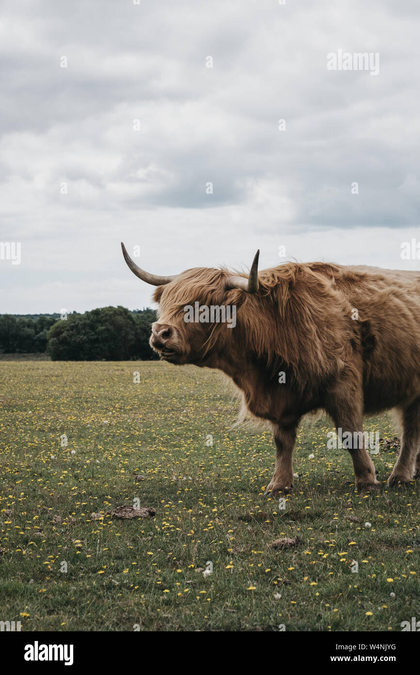 Side view of the Highland Cattle standing in a field inside The New ...